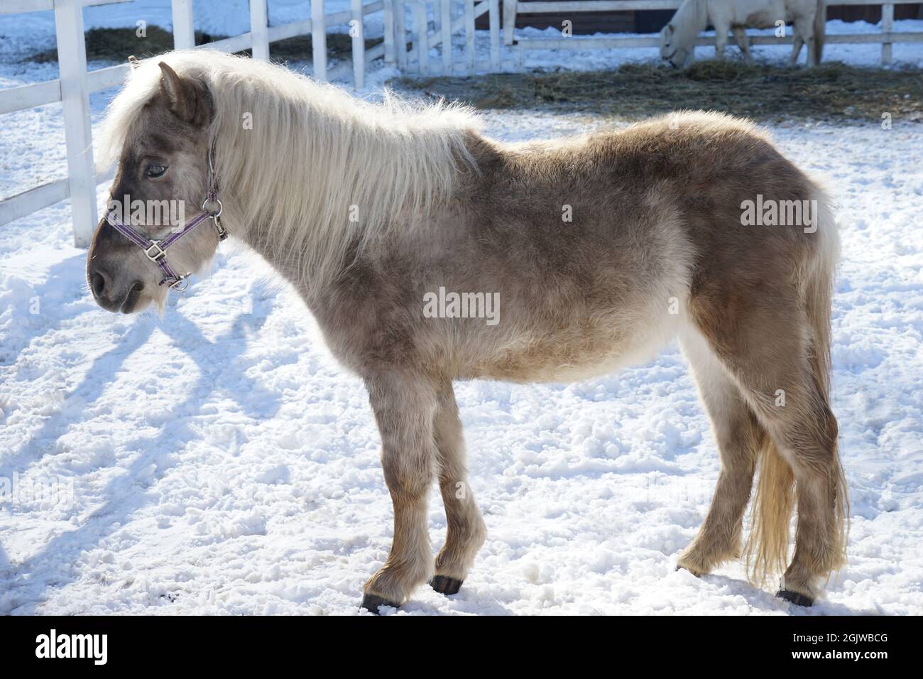 Beautiful pony in zoo Stock Photo - Alamy