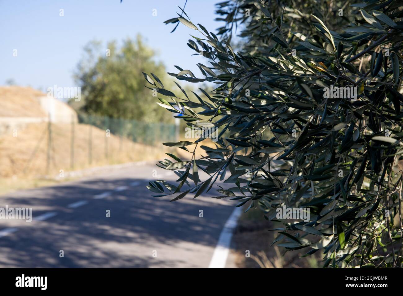 Close up of olive tree. Beautiful summer landscape of Toscana, Italy ...