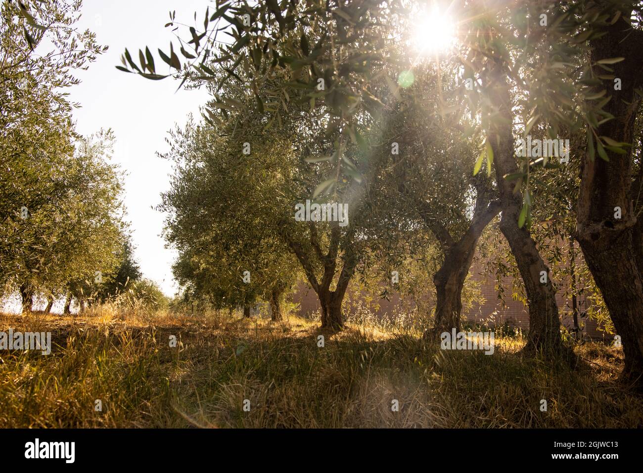 Beautiful summer landscape of Toscana, Italy with mediterranean plants ...