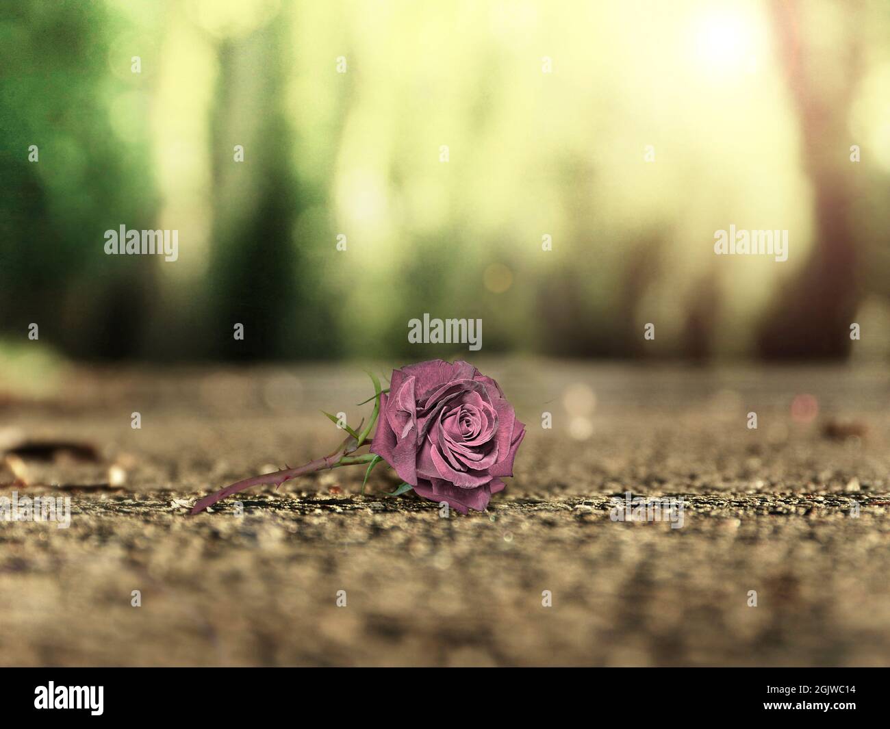 Rose on the road in the sunset rays, background Stock Photo - Alamy