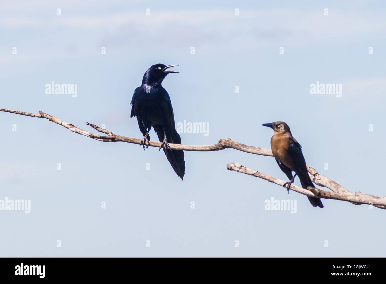 Great-tailed Grackle (male at left, female at right), Quiscalus ...