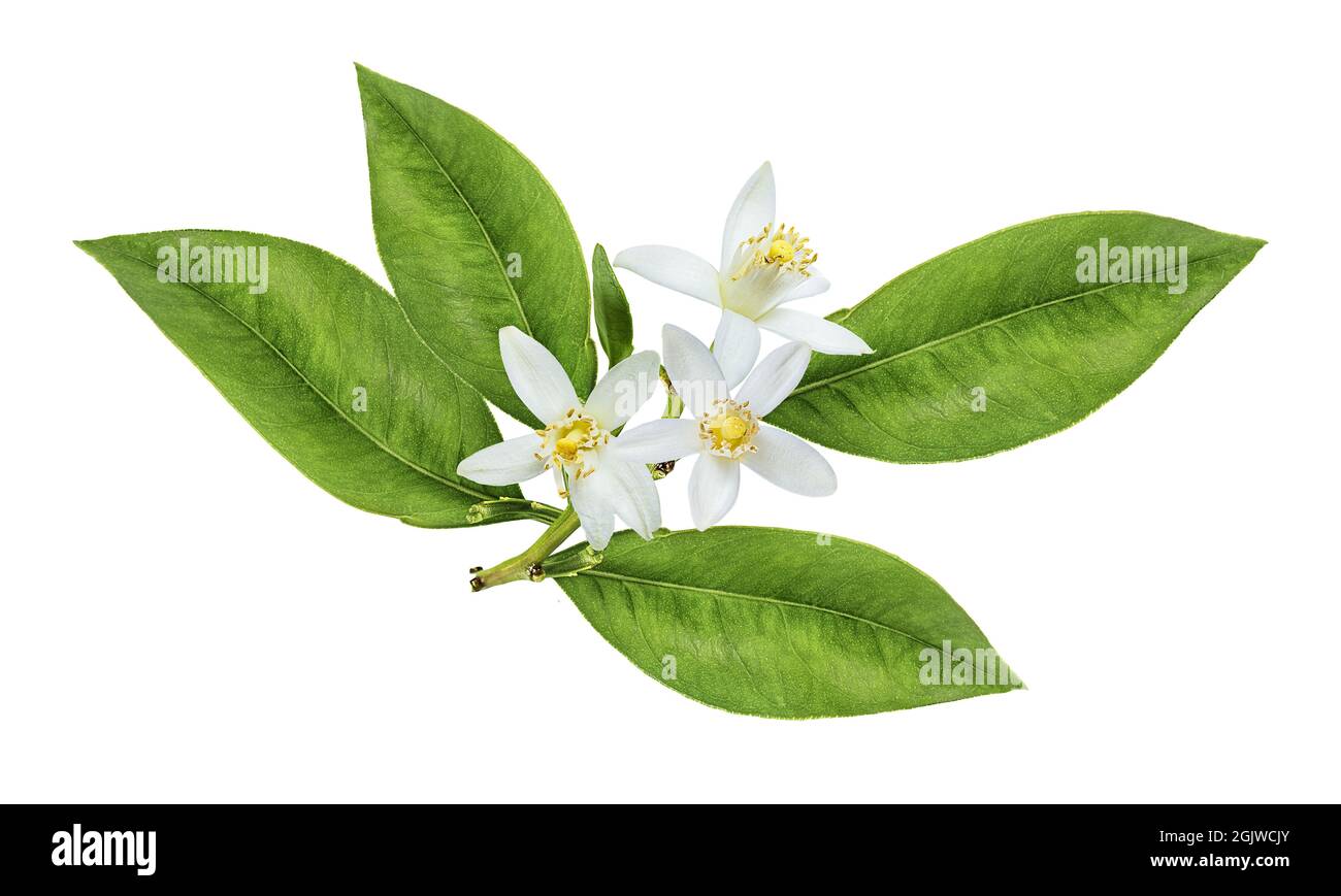 Lemon flower isolated on white background Stock Photo - Alamy