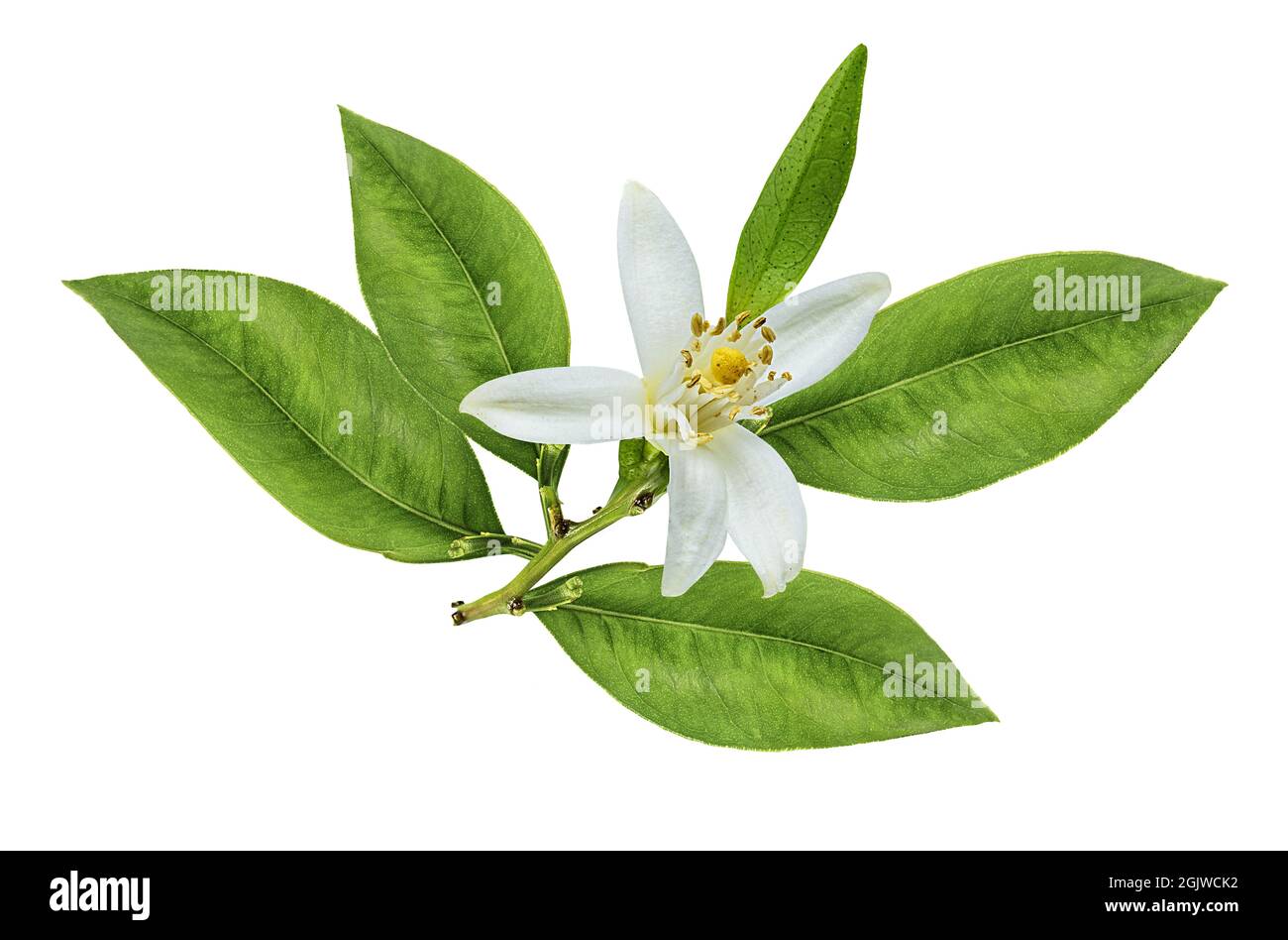 Lemon flower isolated on white background Stock Photo - Alamy