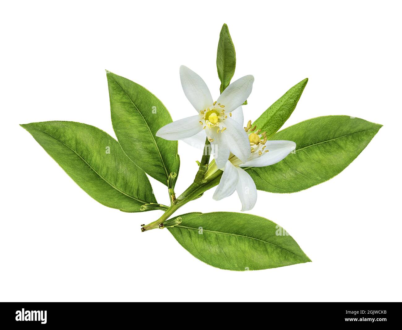 Lemon flower isolated on white background Stock Photo - Alamy