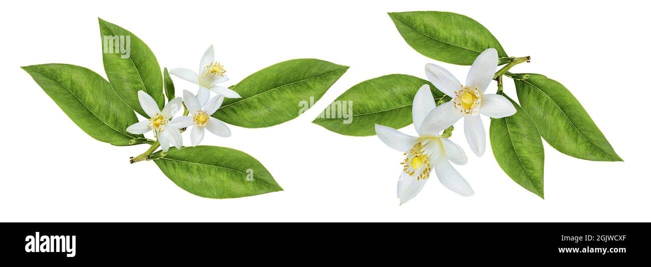Lemon flower isolated on white background Stock Photo - Alamy
