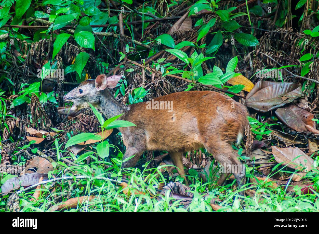 Red Brocket Deer in Cockscomb Basin Wildlife Sanctuary, Belize Stock ...