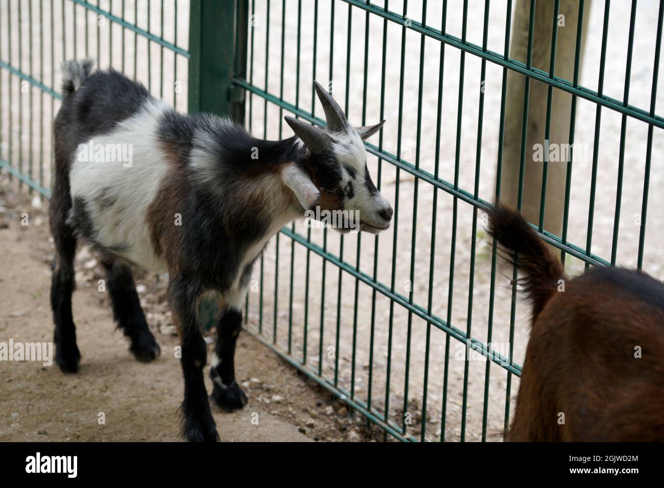 A view of a goat in the cave in the zoo Stock Photo - Alamy