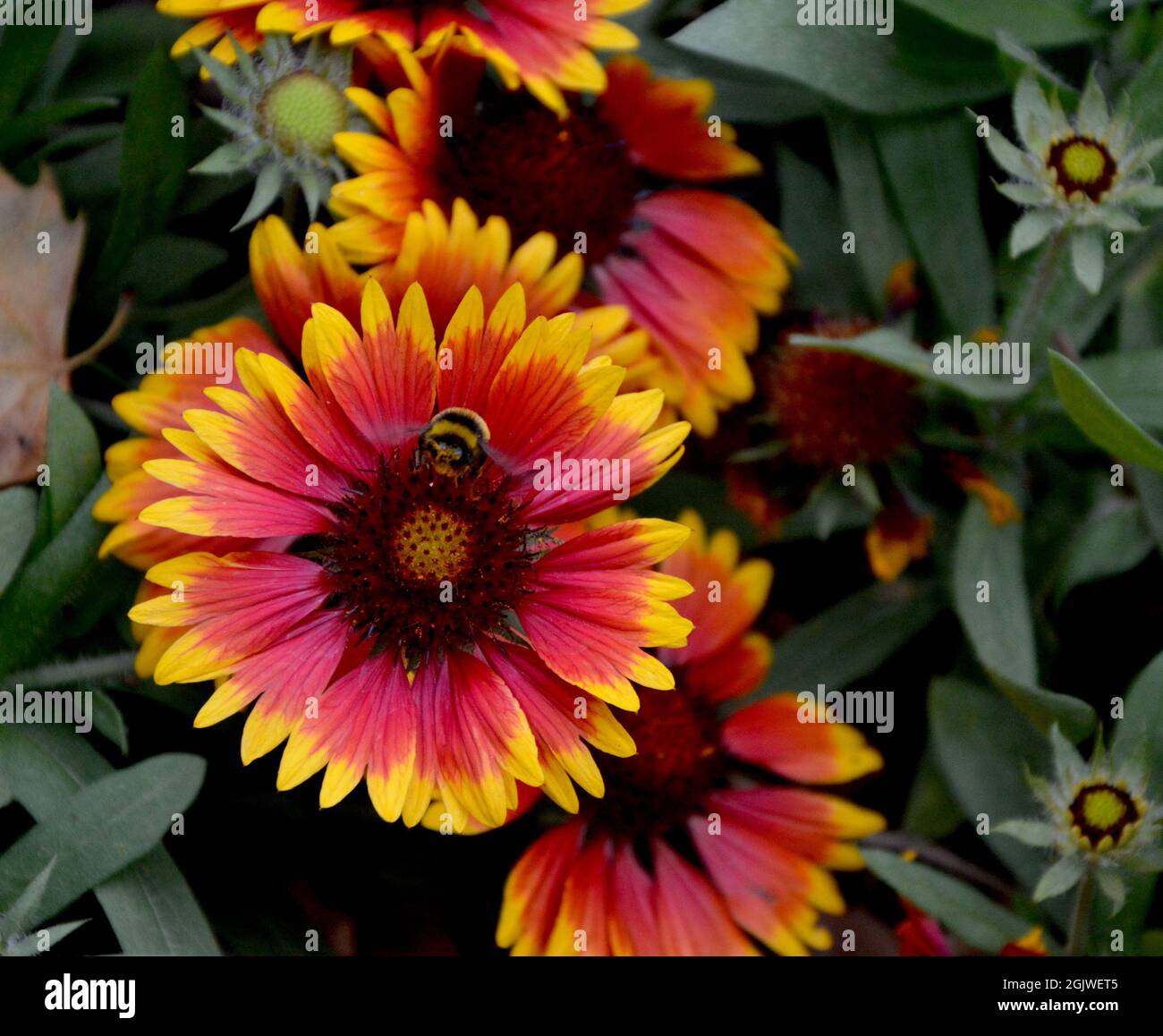 Simple flowers pastel colored hi-res stock photography and images - Alamy