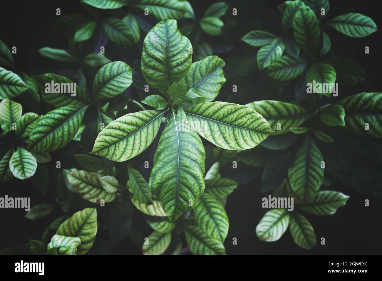 Beautiful green leaf bush in summer season Stock Photo - Alamy