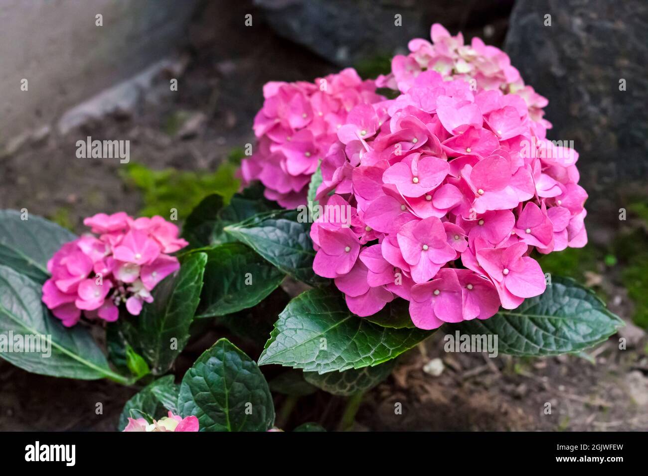 Pink Hydrangea macrophylla (Bigleaf Hydrangea) inflorescence closeup in ...