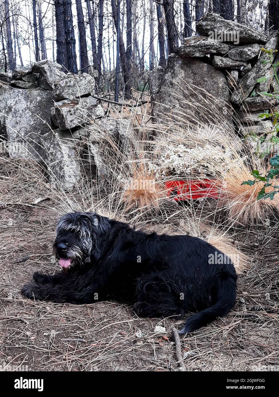 black griffon dog lying on the floor Stock Photo - Alamy