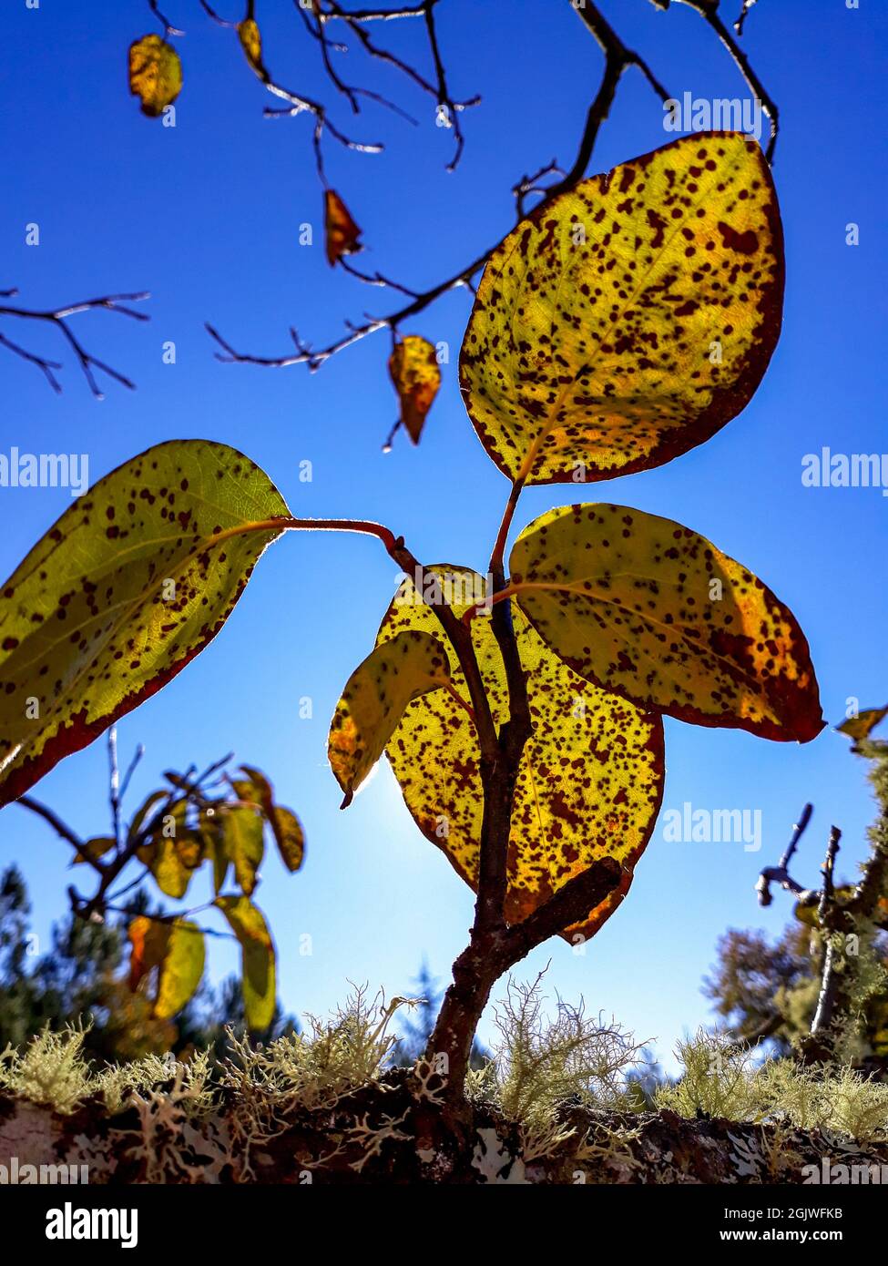 Sunrise arbor hi-res stock photography and images - Alamy