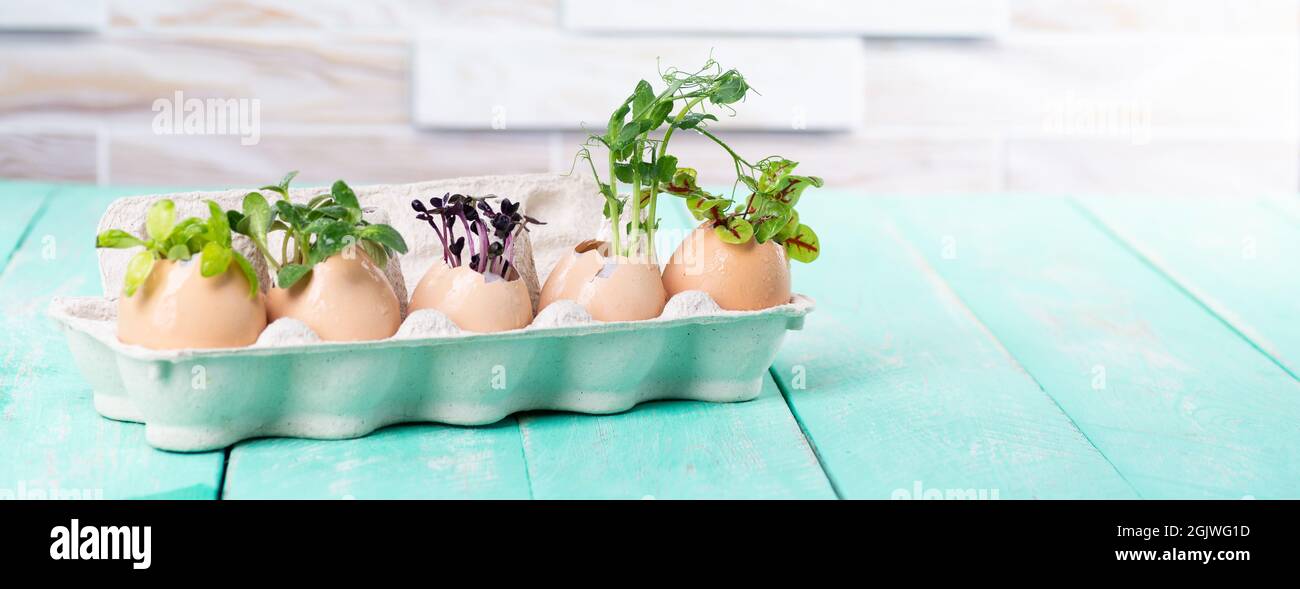 Microgreen sprouts in eggshells in a cardboard tray. Easter decorations ...