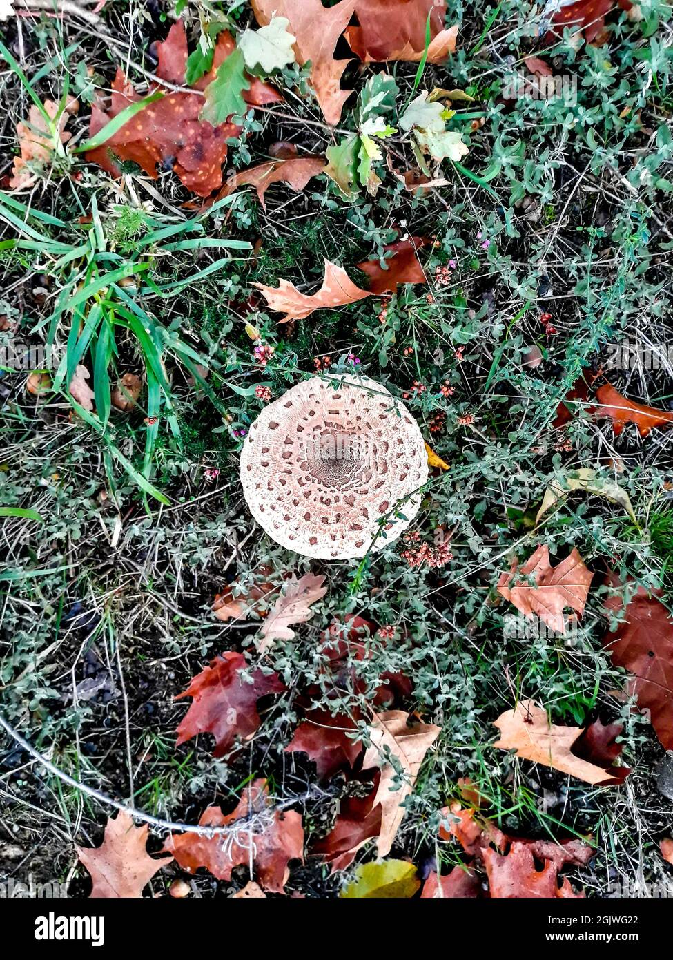 light-colored mushroom with brown specks Stock Photo - Alamy