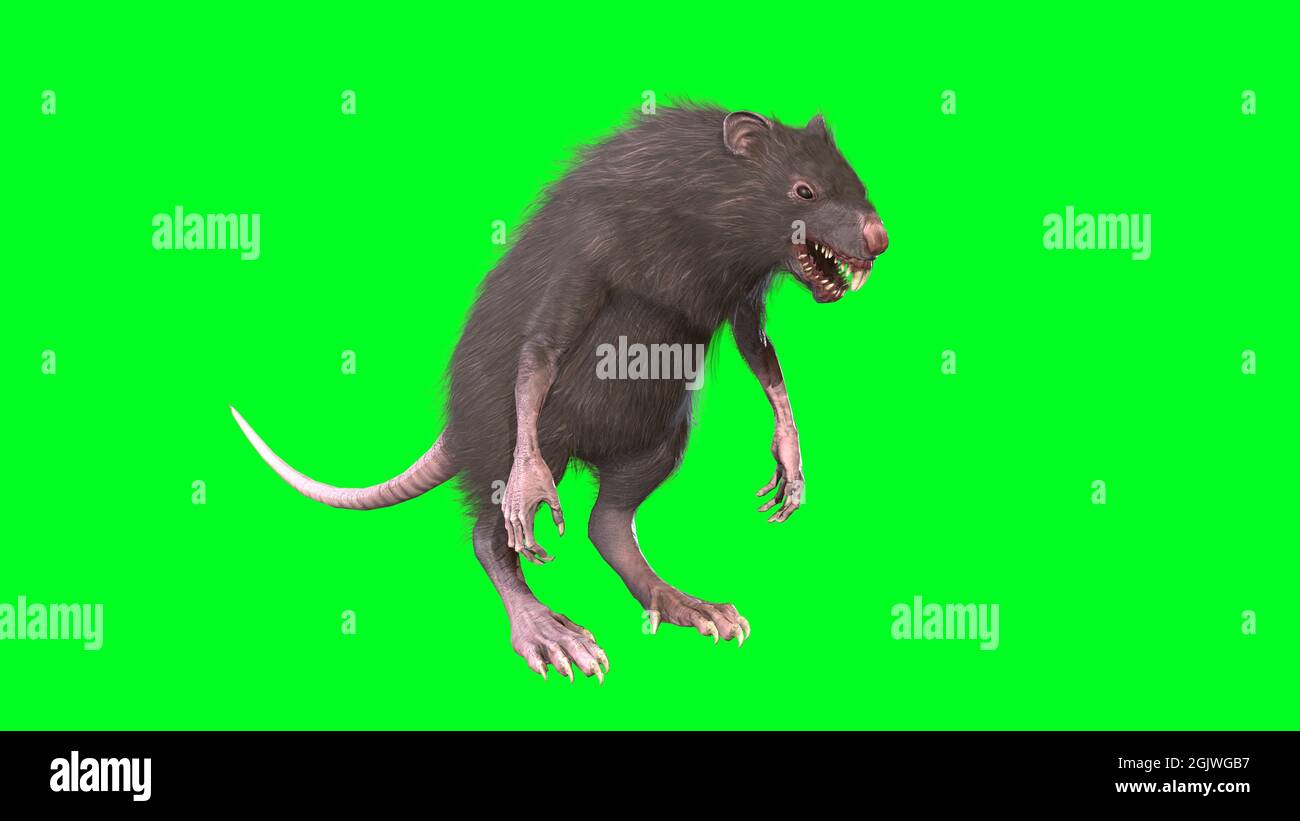 Mythical WereRat monster on chromakey background 3d render Stock Photo ...