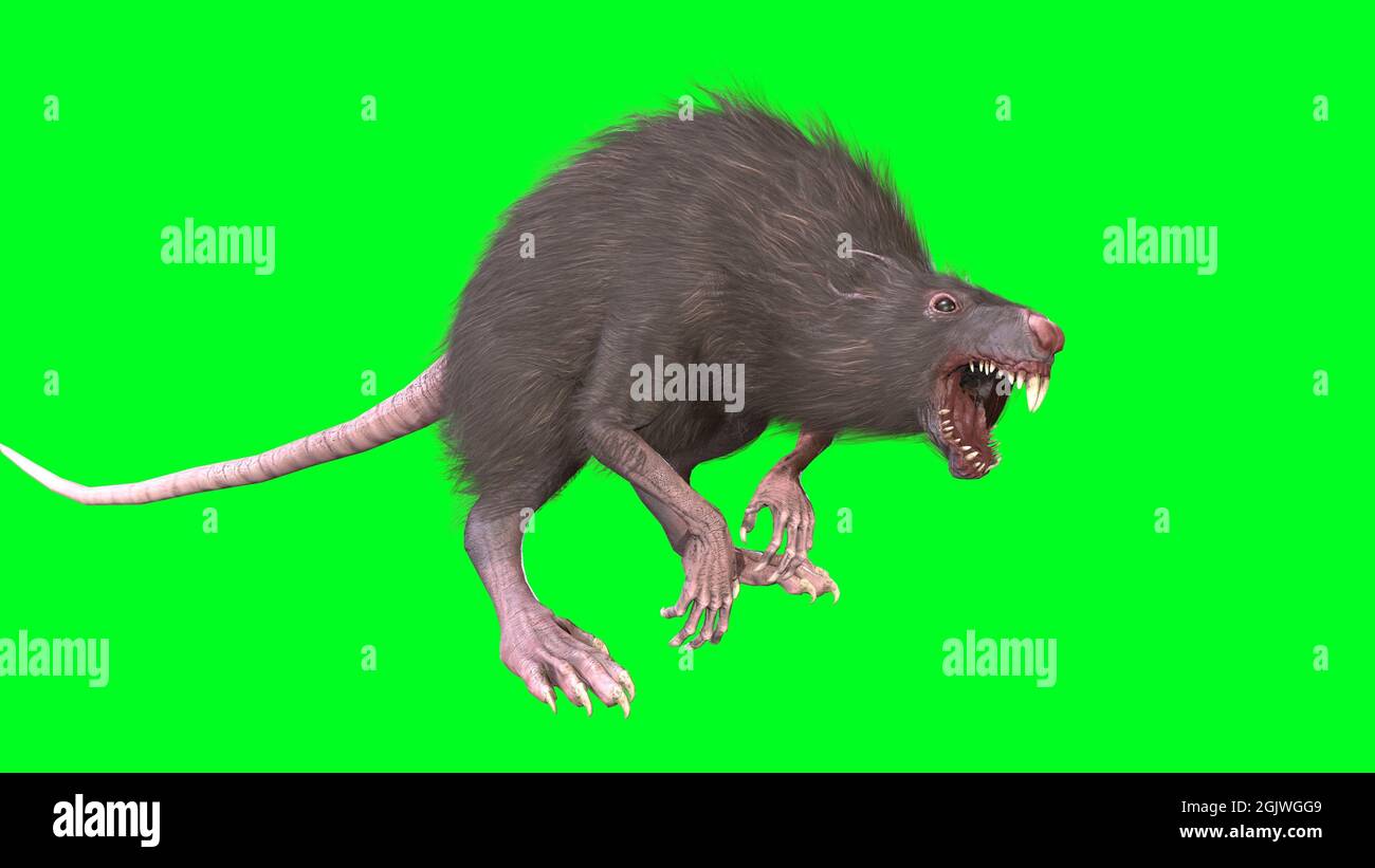 Mythical WereRat monster on chromakey background 3d render Stock Photo ...