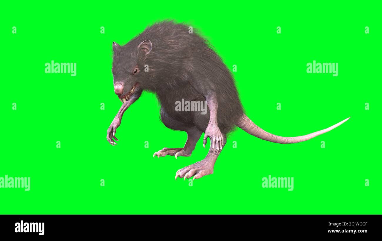 Mythical WereRat monster on chromakey background 3d render Stock Photo ...