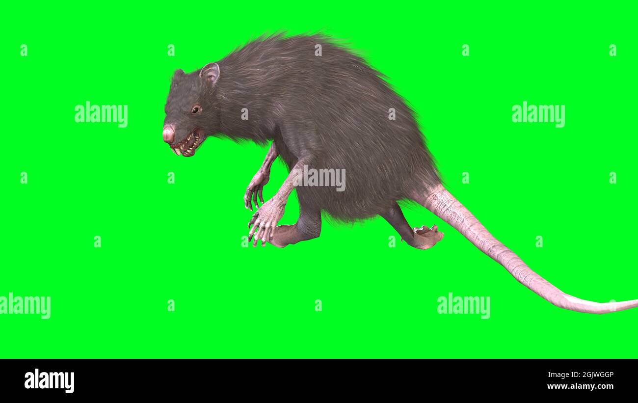 Mythical WereRat monster on chromakey background 3d render Stock Photo ...