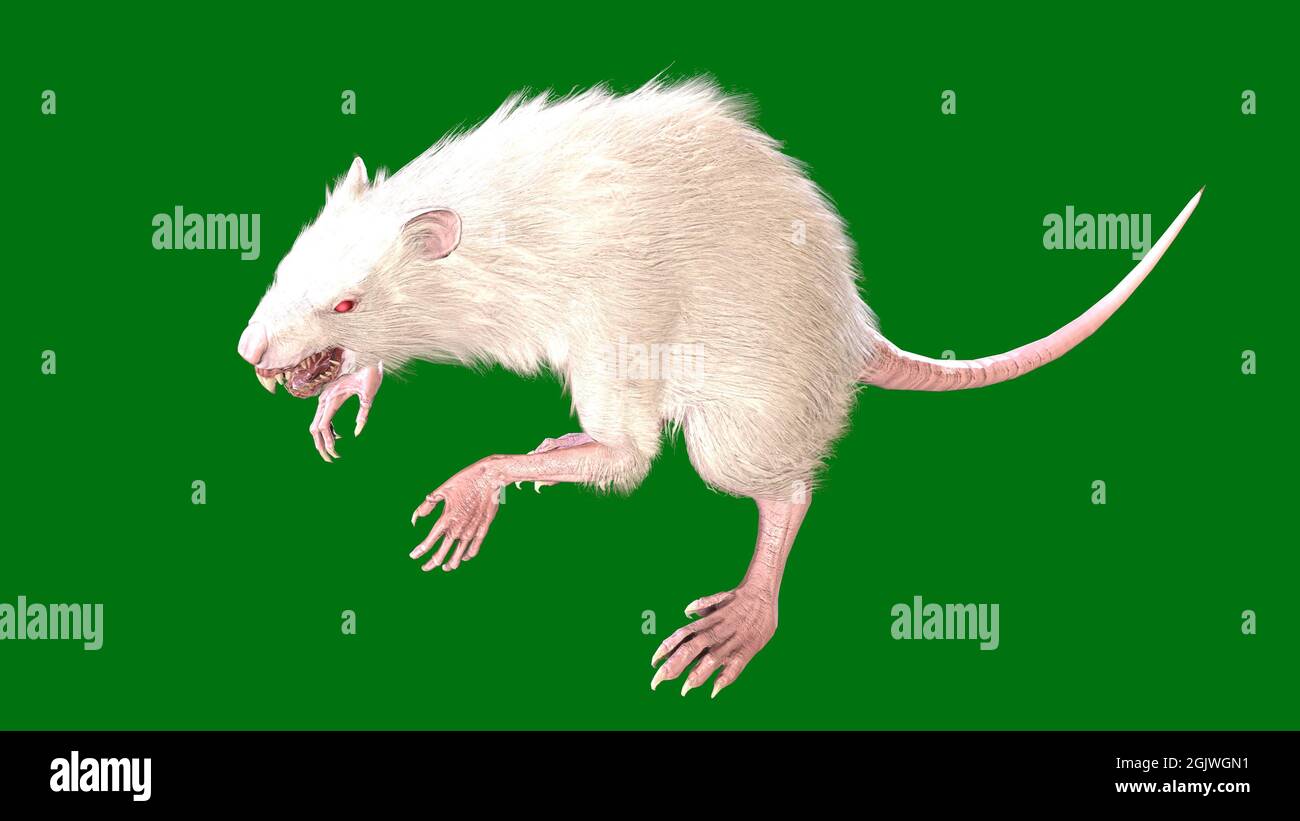 Mythical WereRat monster on chromakey background 3d render Stock Photo ...