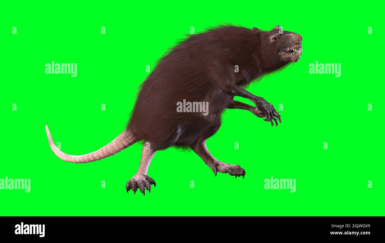 Mythical WereRat monster on chromakey background 3d render Stock Photo ...