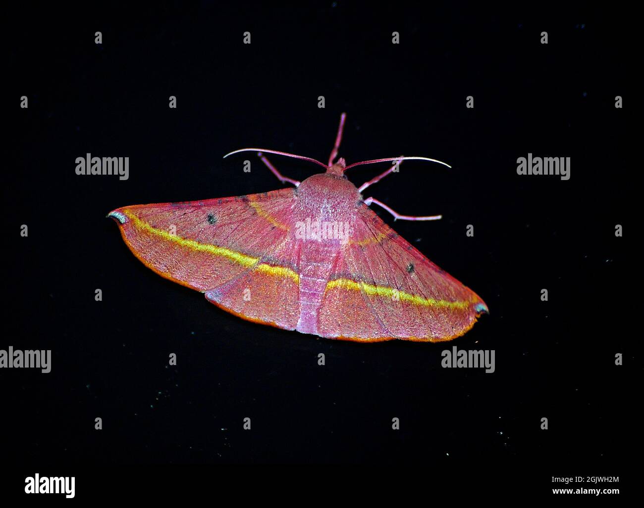 Australian Pink-bellied moth, Denochroma vinaria, Hakea Wine Moth ...