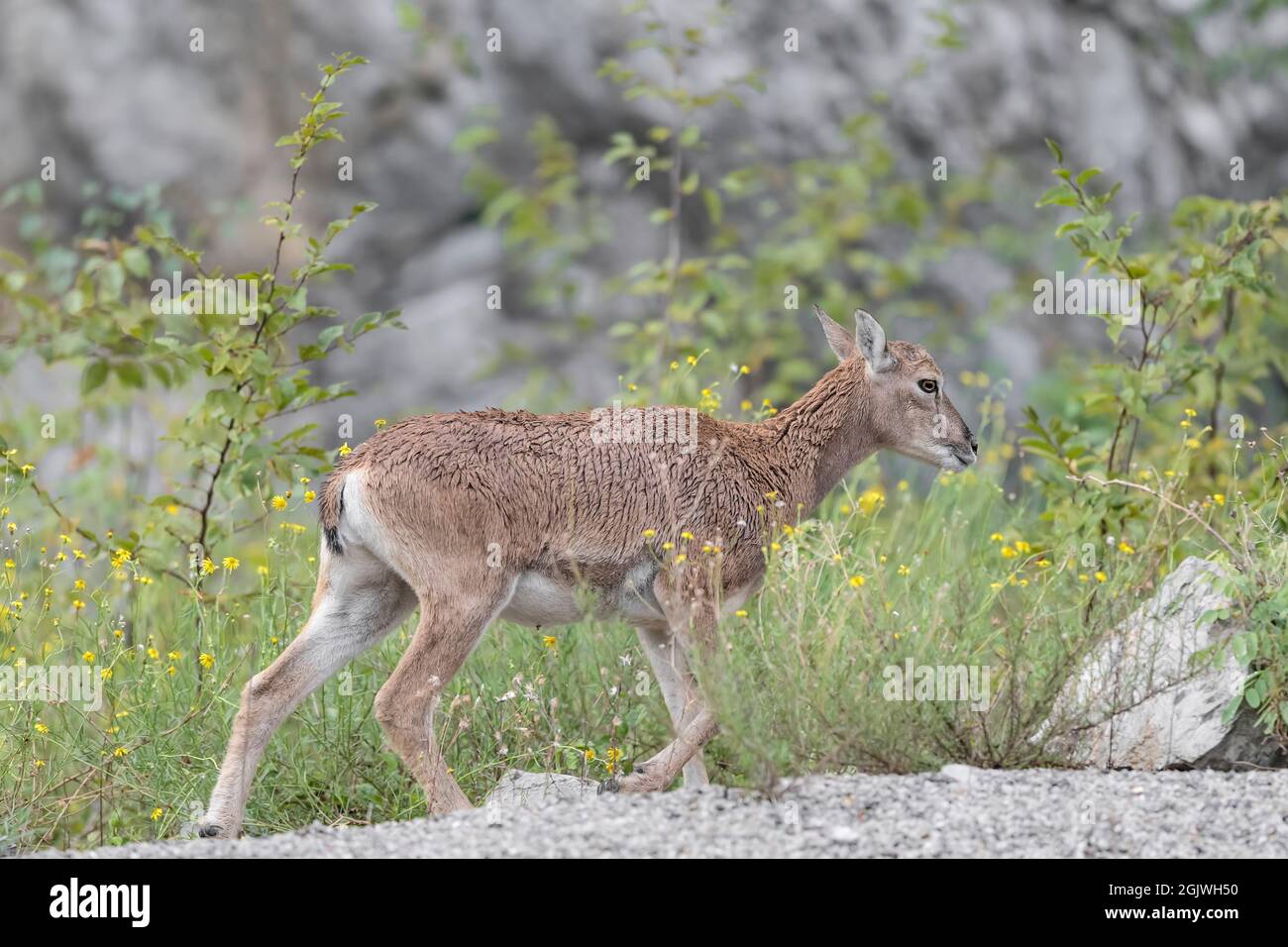 Portrait of young mouflon female (Ovis aries musimon Stock Photo - Alamy