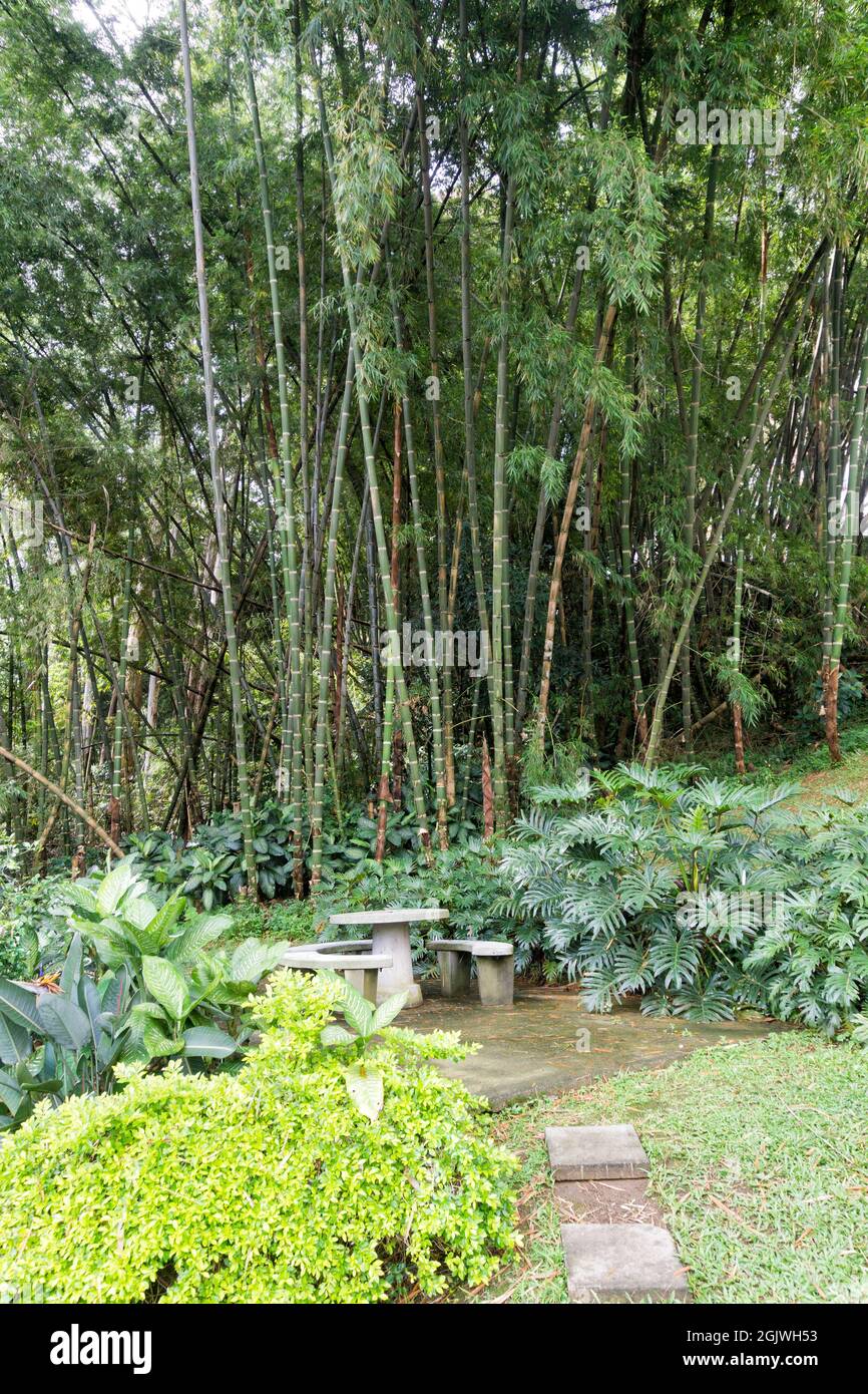 Secret bamboo hi-res stock photography and images - Alamy