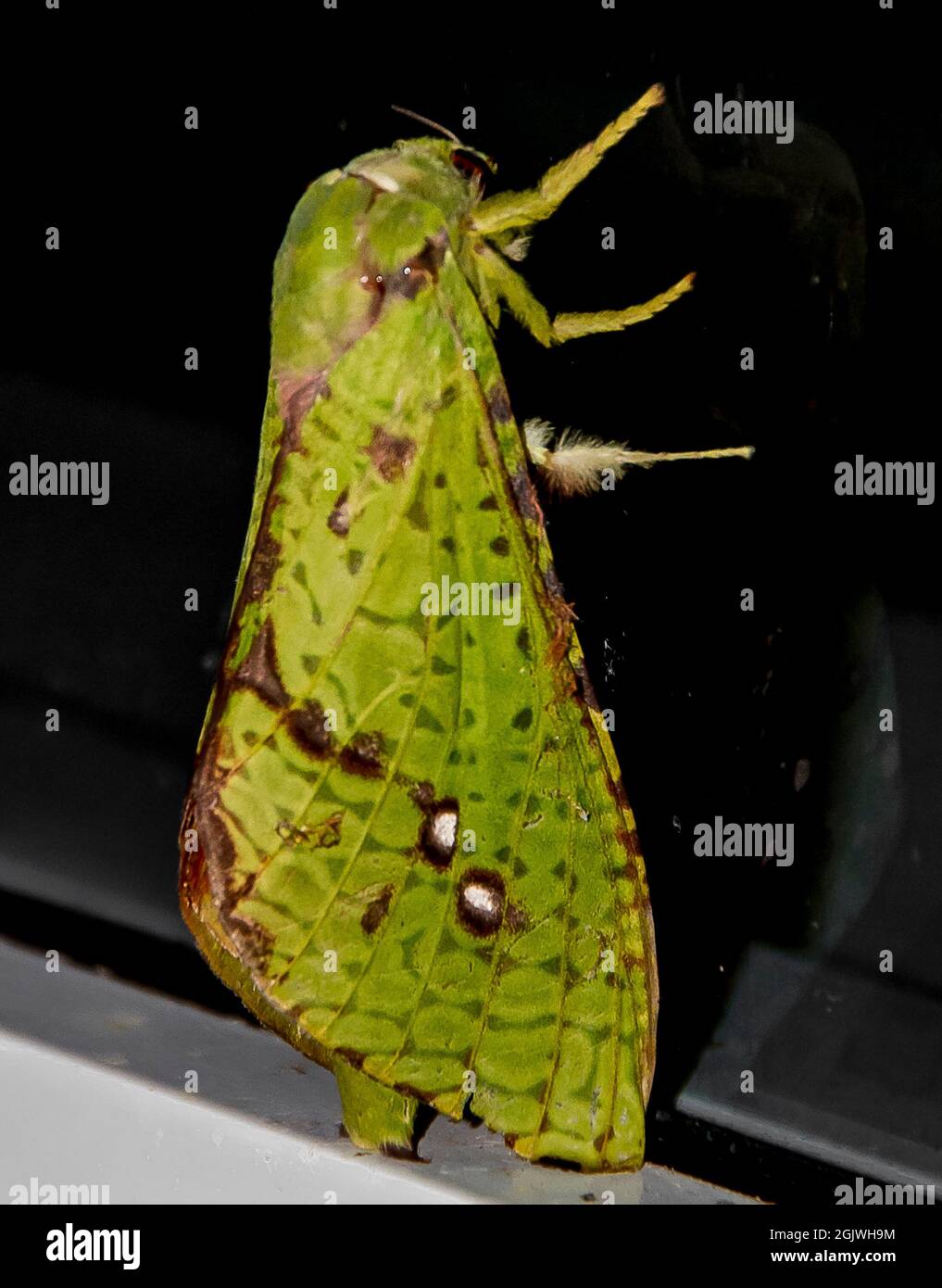 Female Australian Common Ghost moth, Aenetus eximia. Green with brown ...
