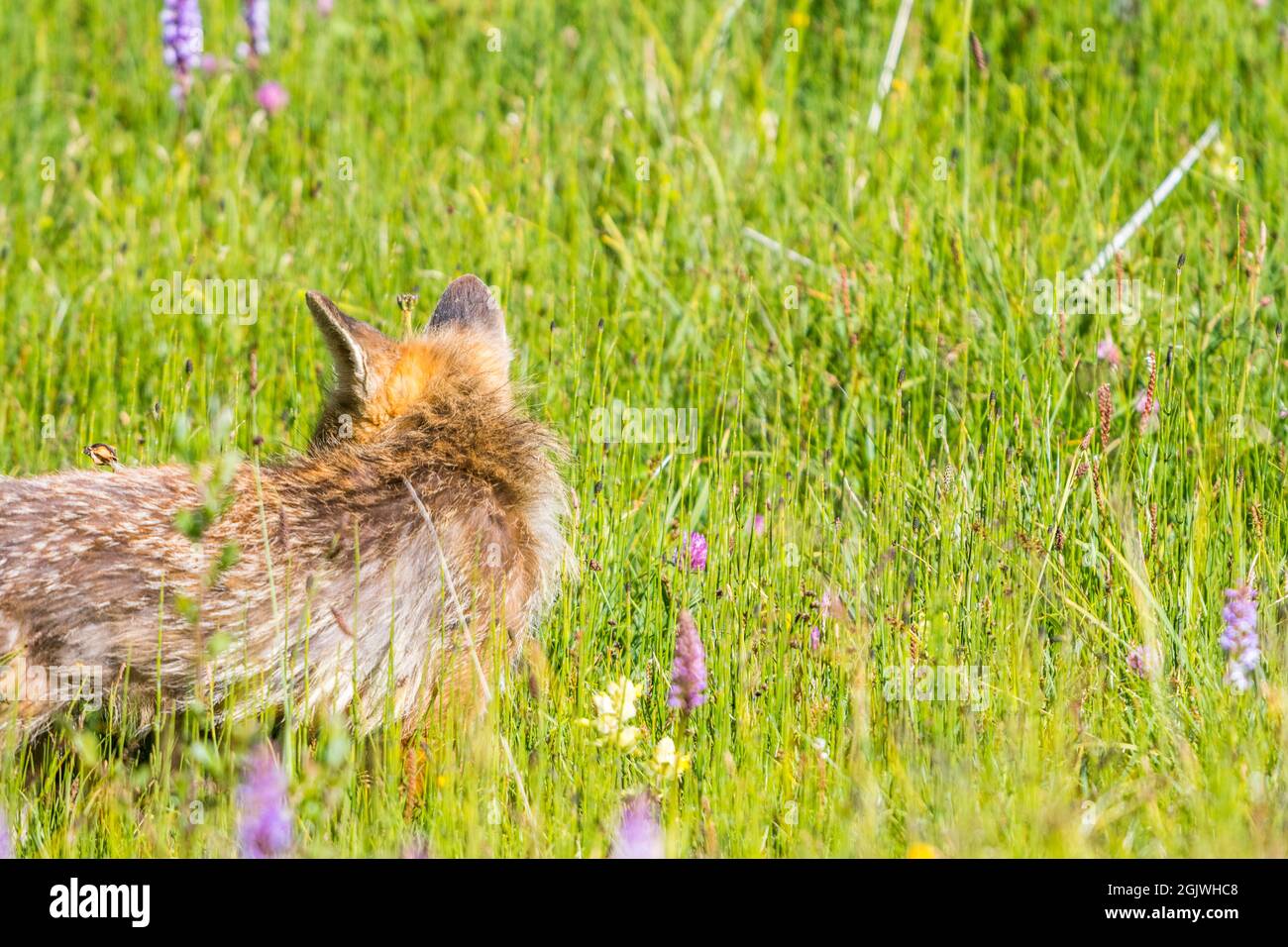 Red fox (Vulpes vulpes) in a meadow, in spring, Switzerland Stock Photo ...