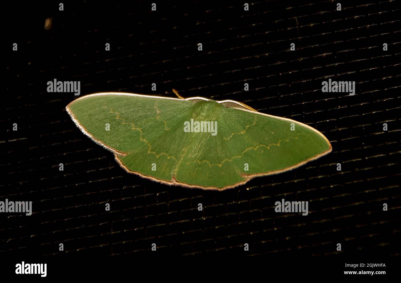 This and related species of moths are called emeralds hi-res stock ...