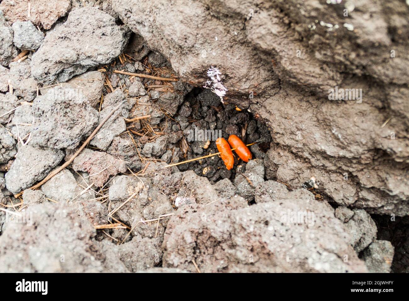 Roasting sausages at the lava field of Pacaya volcano, Guatemala Stock ...