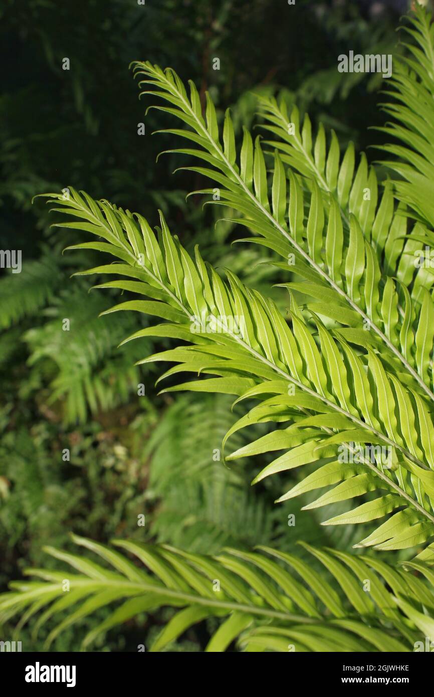 Supple summer green ferns growing in the sunny summer meadow Stock ...