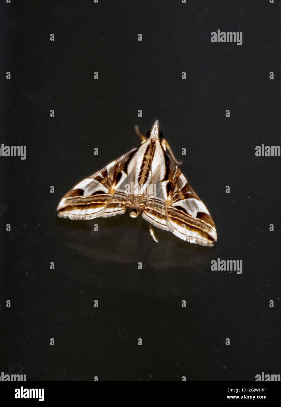 Australian moth, agrioglypta excelsalis, figs pyralid moth, on dark ...