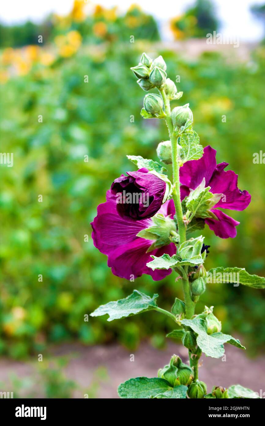 Beautiful flower of purple mallow closeup on blurred garden background ...