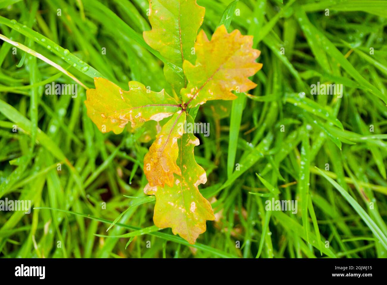 English Oak sapling (Quercus robur) growing wild in a grass meadow ...