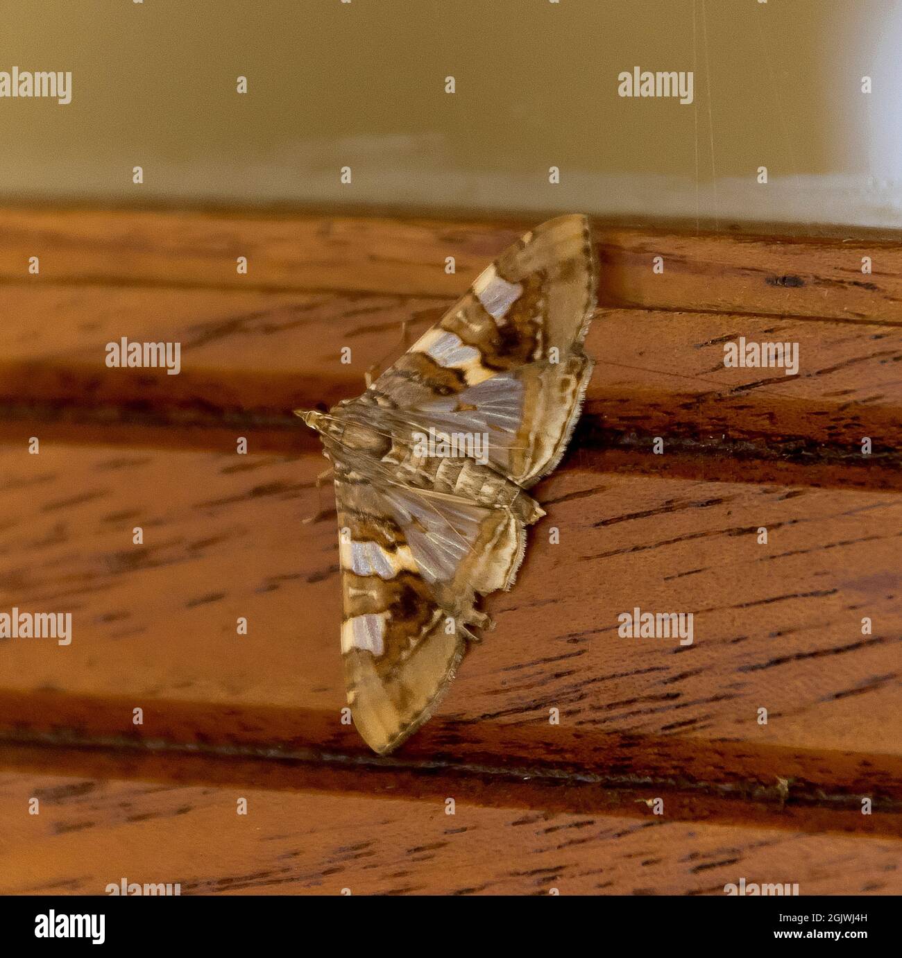 Australian moth, glyphodes cosmarcha, in daylight, resting on wooden ...
