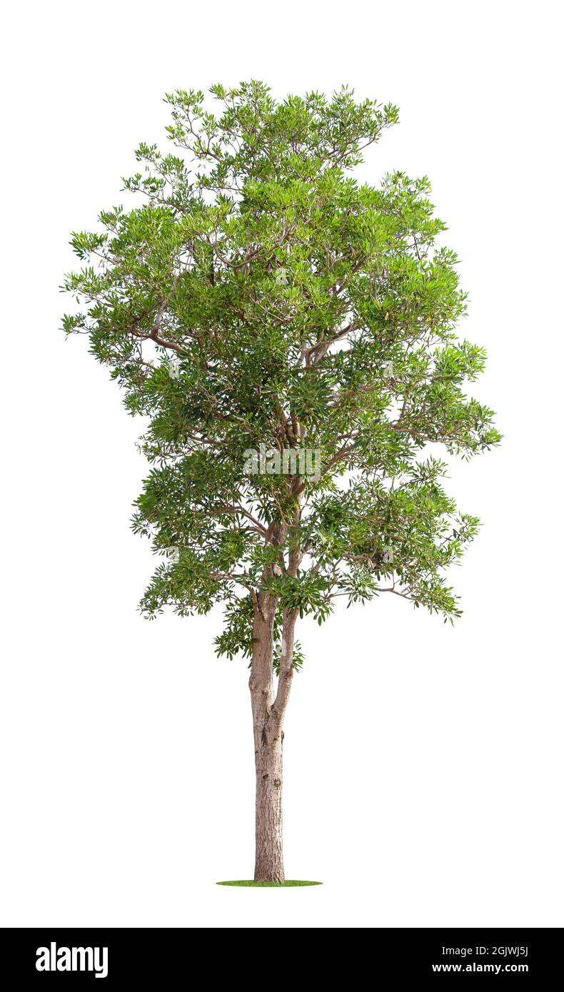 The freshness big green tree isolated on white background Stock Photo ...