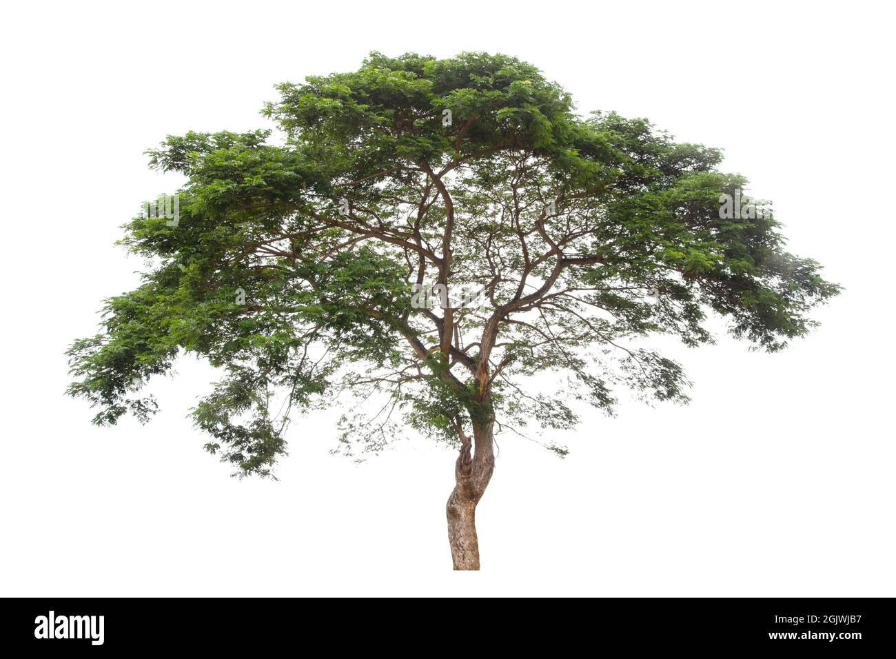 The freshness big green tree isolated on white background Stock Photo ...