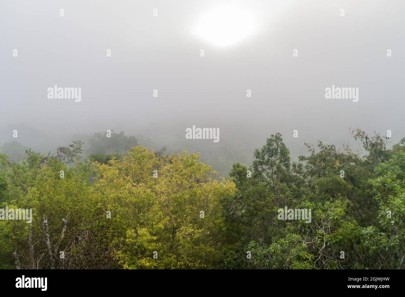 Jungle vegetation guatemala hi-res stock photography and images - Alamy