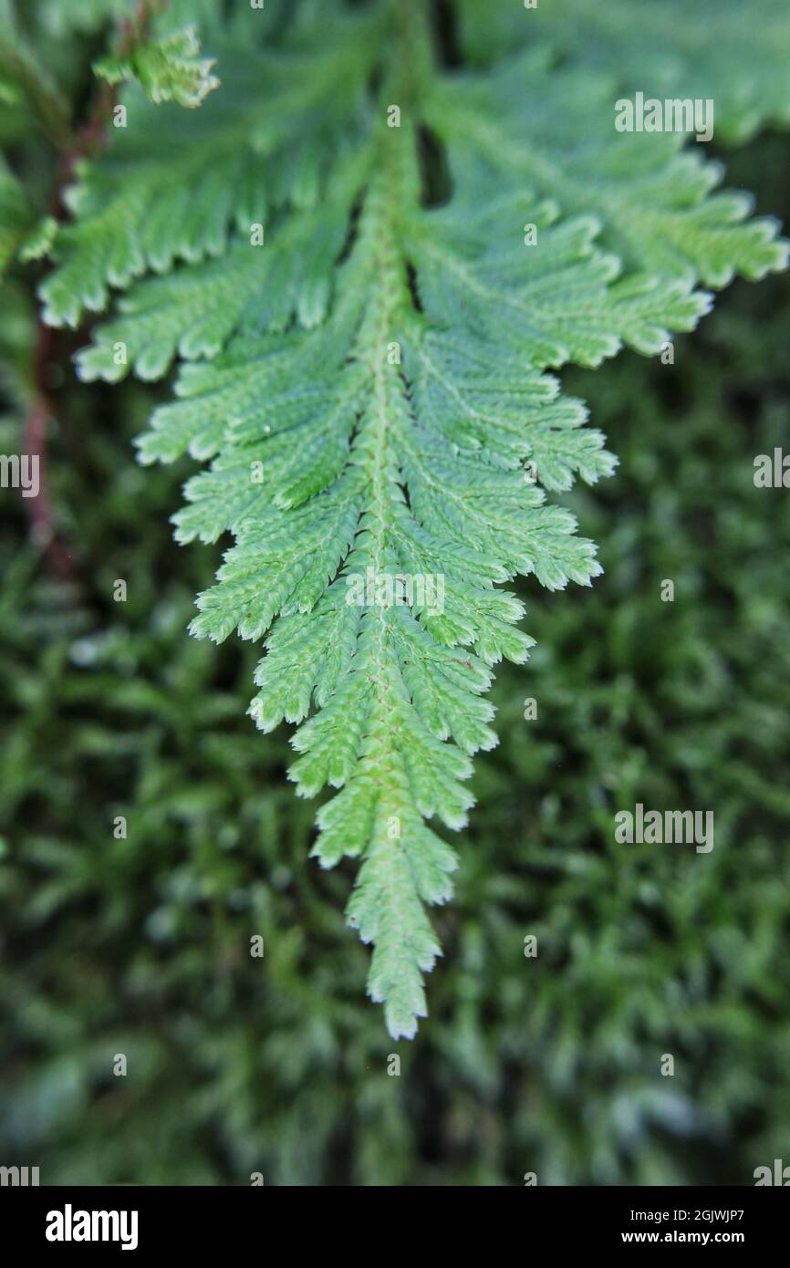 Supple summer green ferns growing in the sunny summer meadow Stock ...