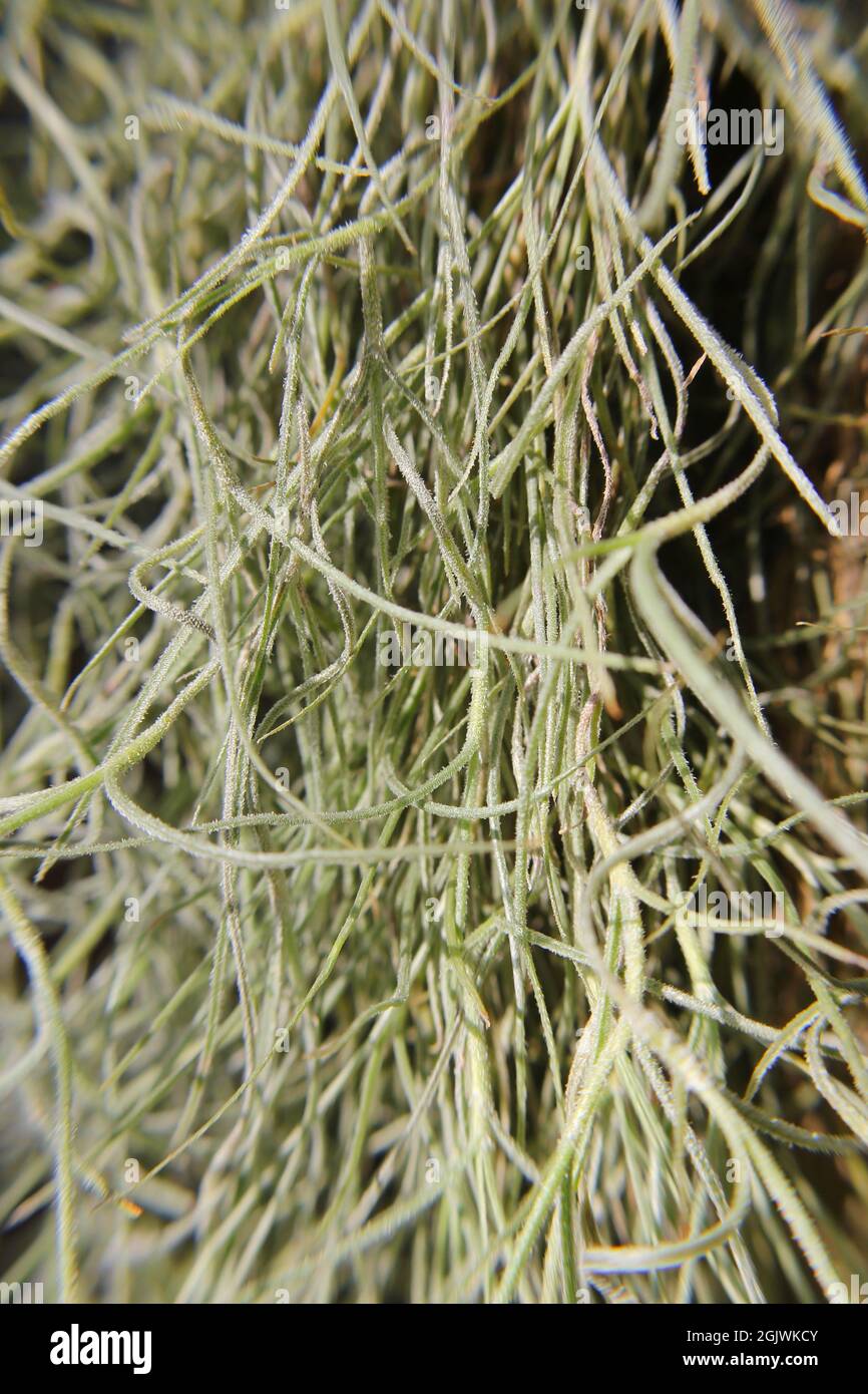 Full frame of tangled Spanish moss hanging down in the bright summer ...