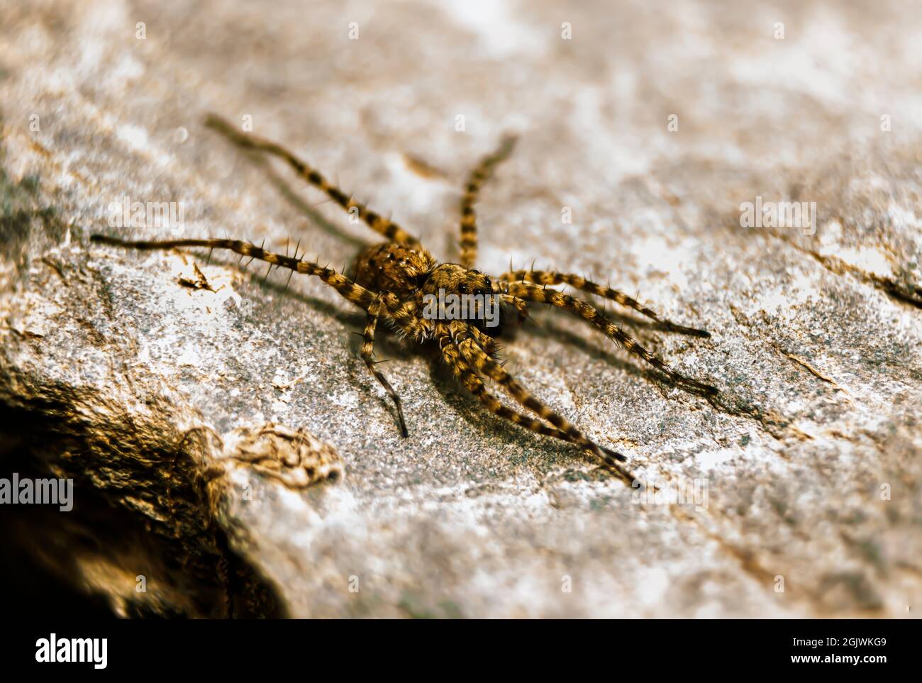spider on the stone with outdoor background selective soft focus Stock ...