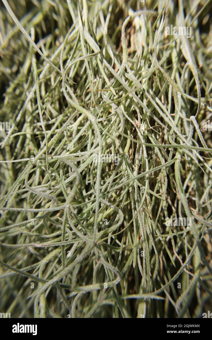 Full frame of tangled Spanish moss hanging down in the bright summer ...
