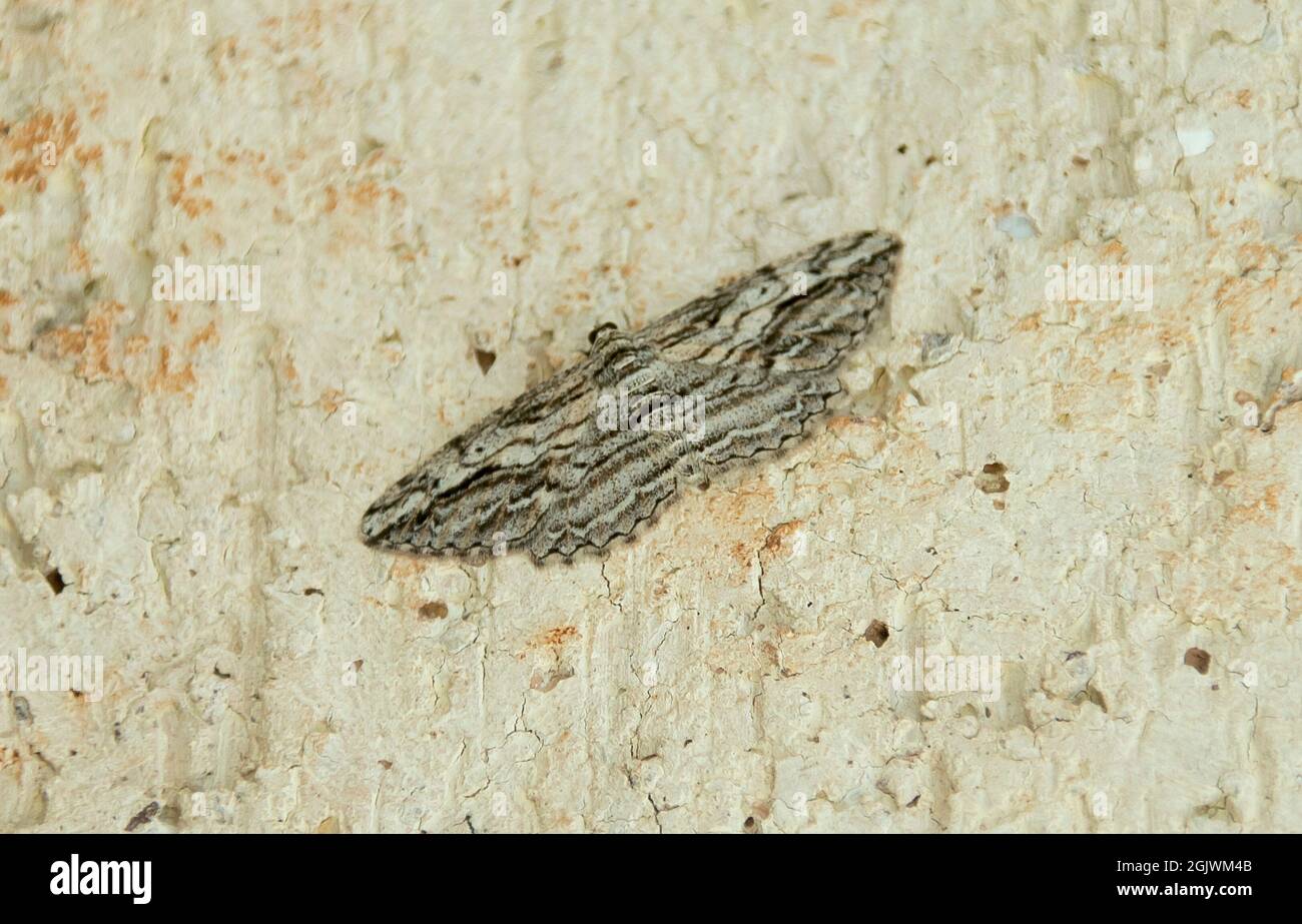 Australian Moth High Resolution Stock Photography and Images - Alamy