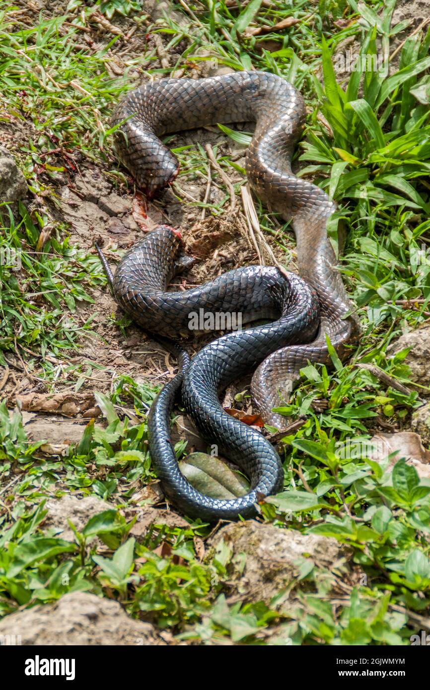 Indigo snake hi-res stock photography and images - Alamy