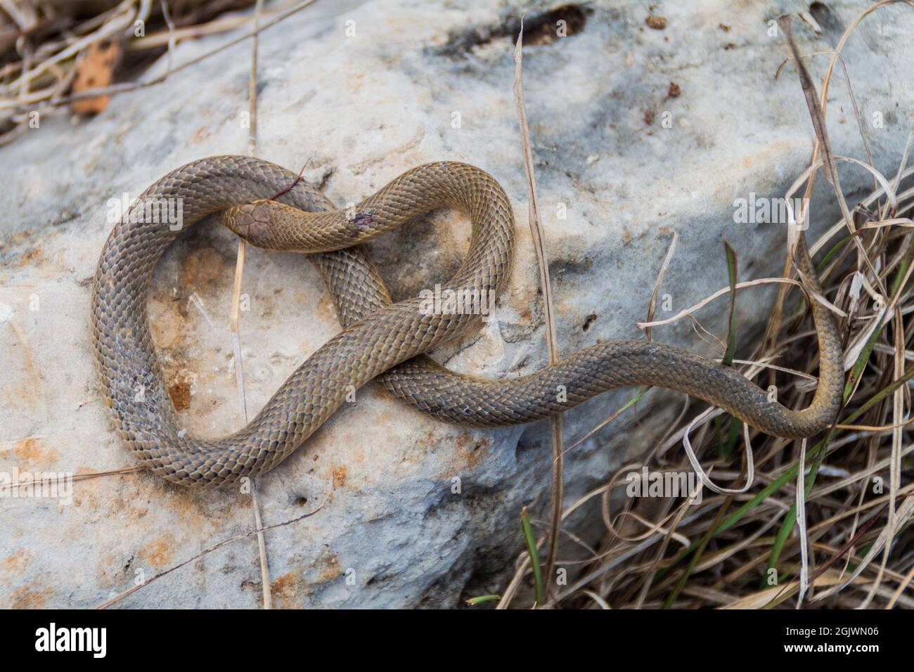 Dead Freminville's Scorpion-eating Snake Stenorrhina freminvillei ...