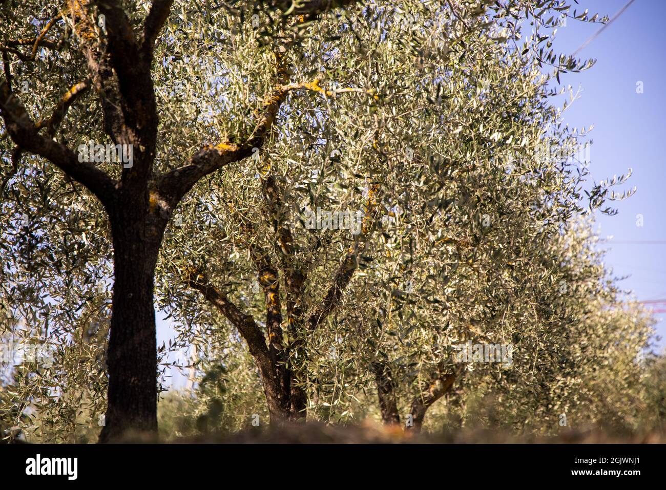 Branches of olive tree. Beautiful summer landscape of Toscana, Italy ...