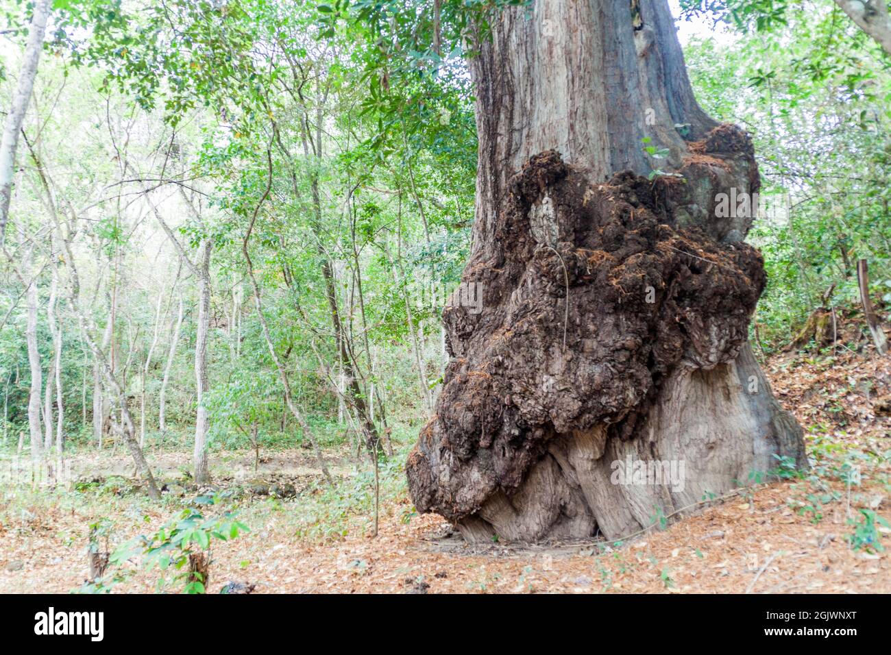 Montezuma cypress tree mexico hi-res stock photography and images - Alamy