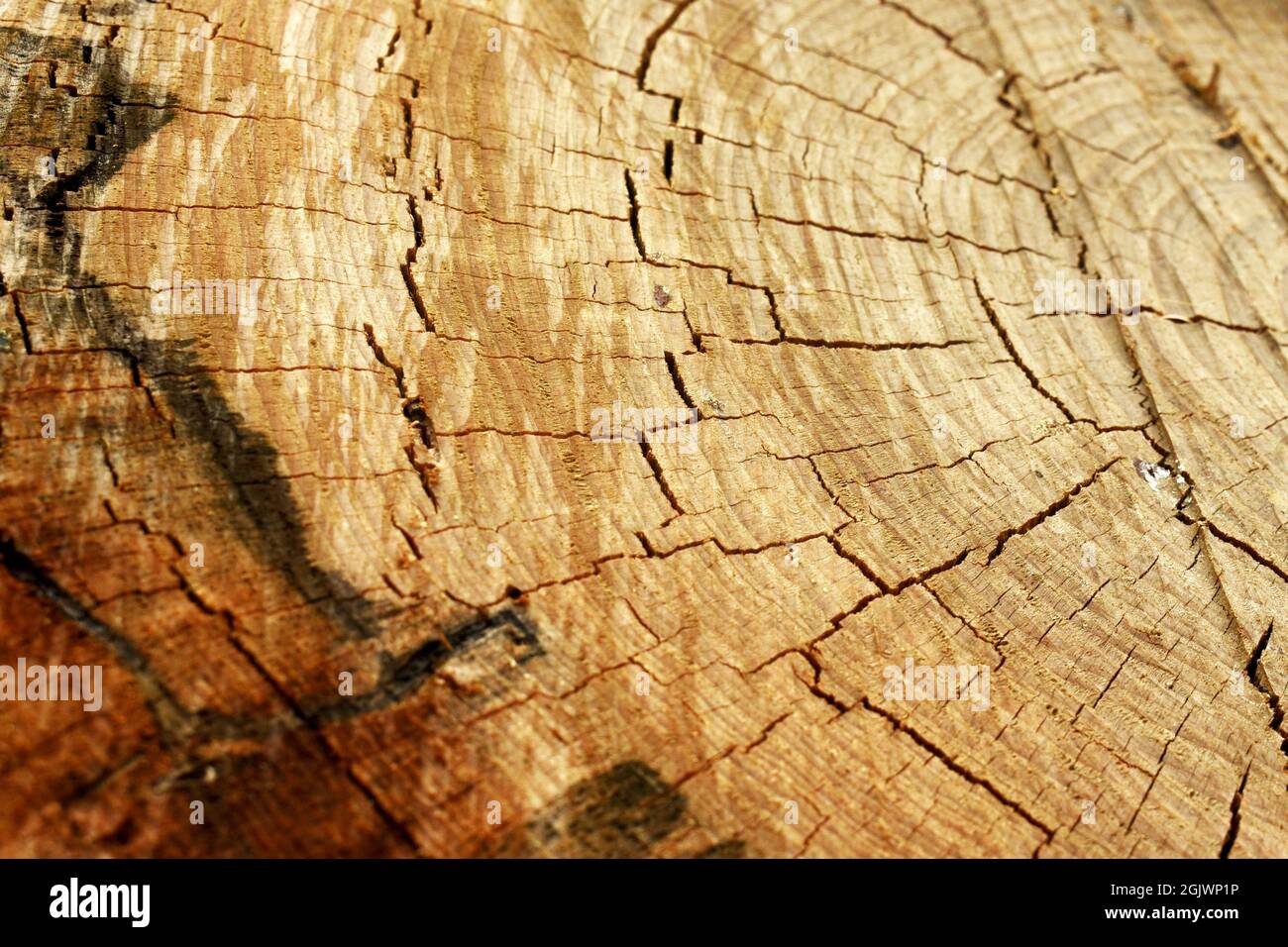 wood tree texture with selective focus Stock Photo - Alamy