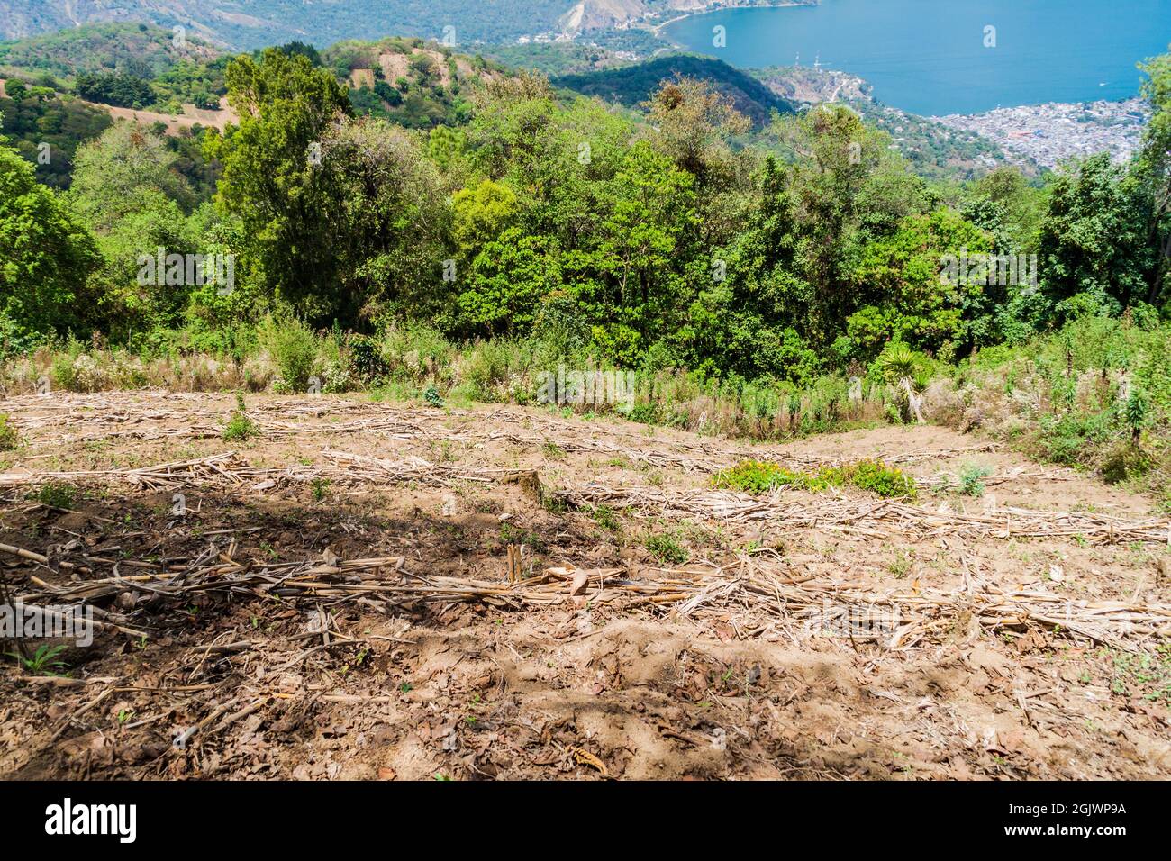 Corn field at a slope of San Pedro volcano, Guatemala Stock Photo - Alamy